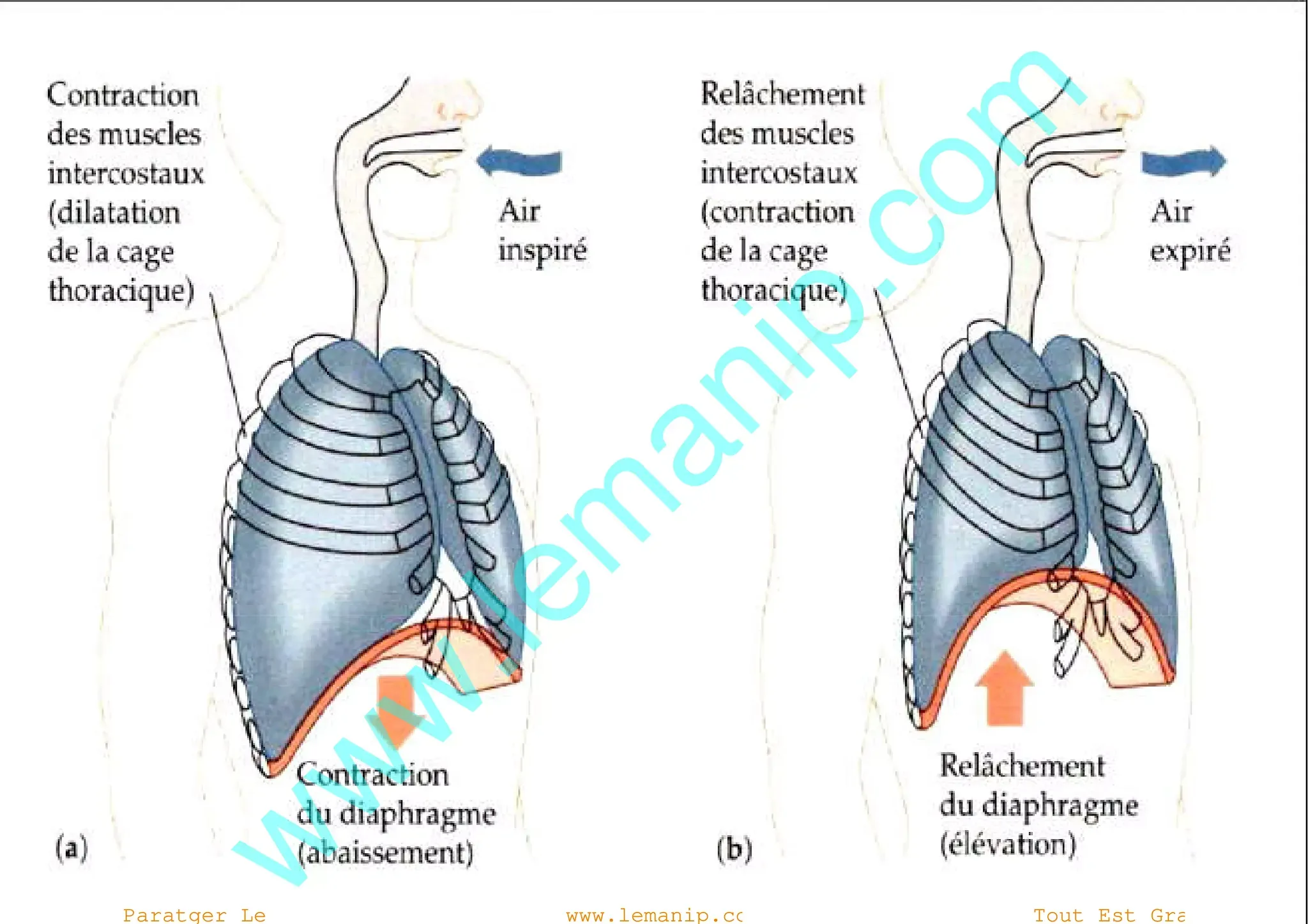 Appareil Respiratoire : Anatomie Et Physiologie