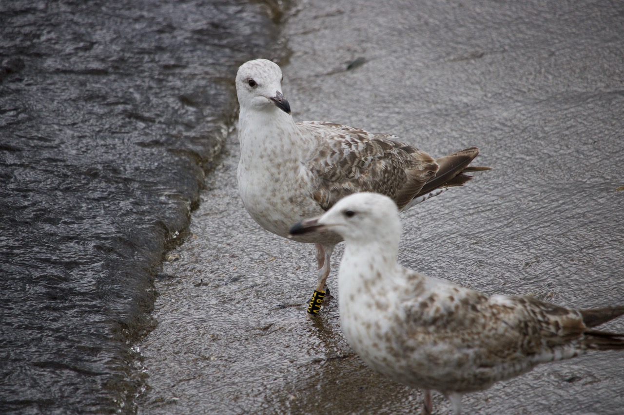 Colour ringed birds