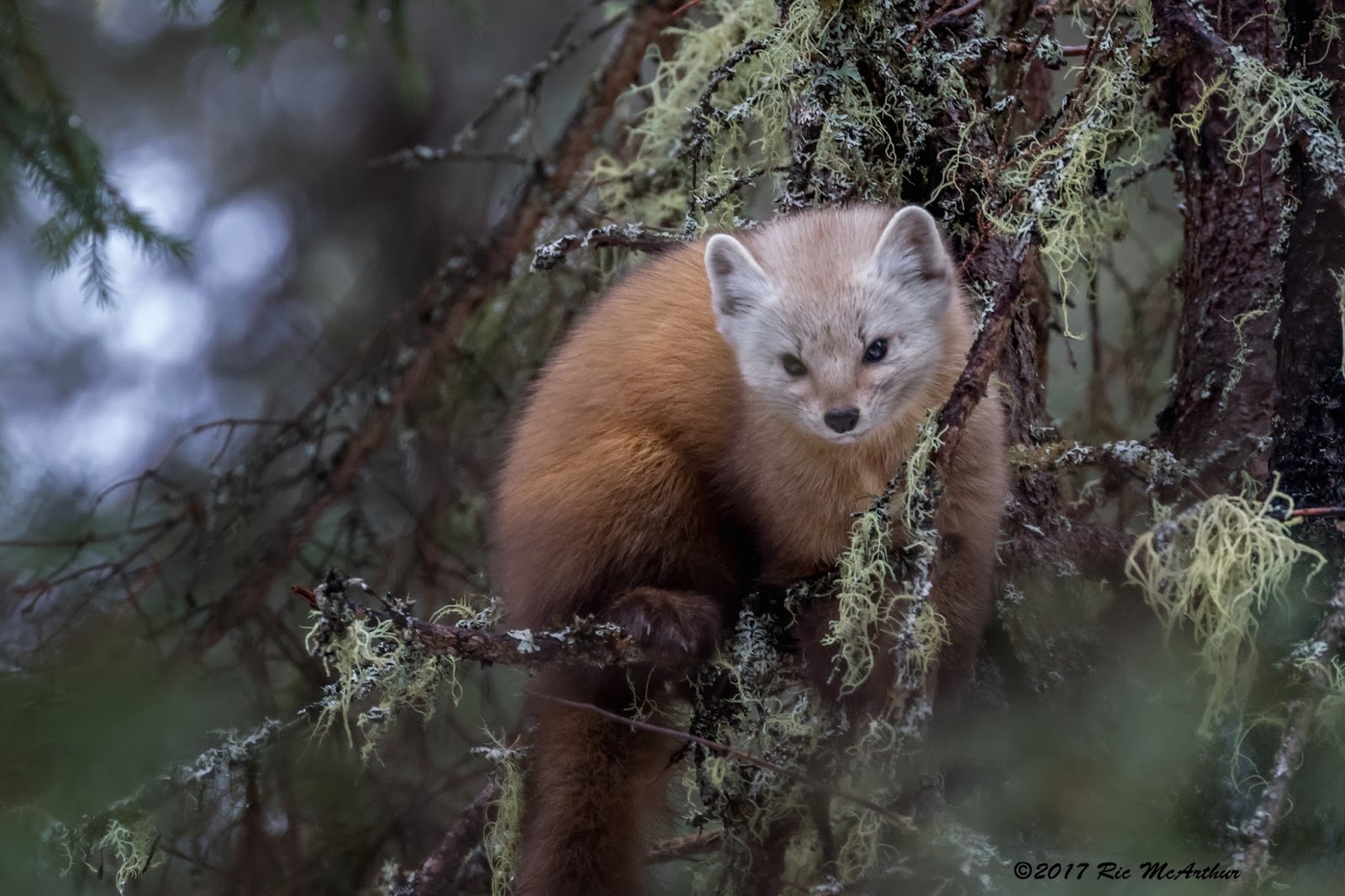 Pine Martin