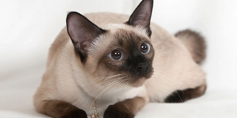 5 Kucing Lucu Menurut Rasnya