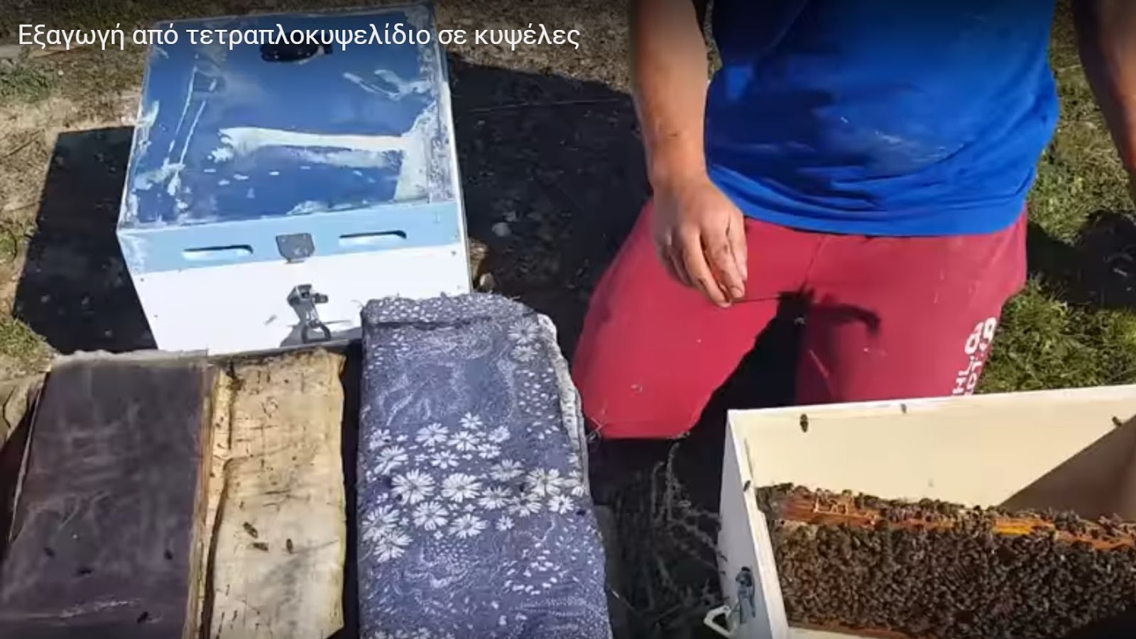 ΕΞΑΓΩΓΗ ΑΠΟ ΤΕΤΡΑΠΛΟΚΥΨΕΛΙΔΙΟ ΣΕ ΚΥΨΕΛΕΣ (ΒΙΝΤΕΟ) - XΡΥΣΟ ΜΕΛΙ ΖΑΚΥΝΘΟΥ