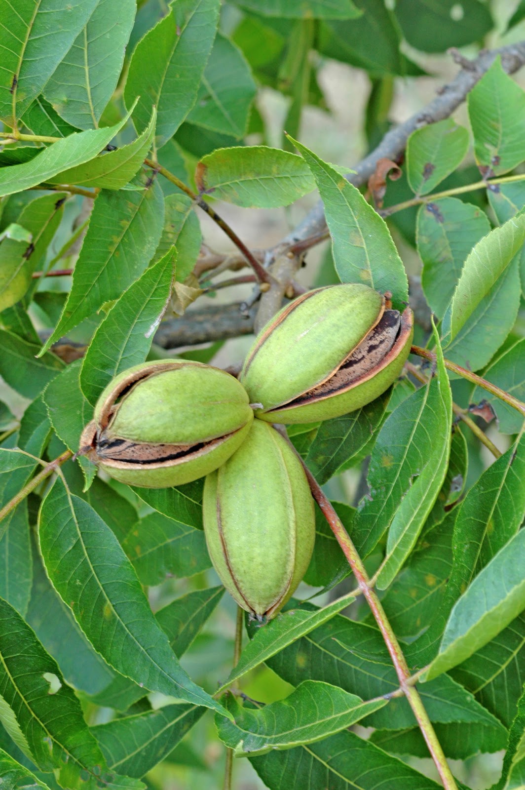 Northern Pecans: Canton: An early-ripening, native pecan