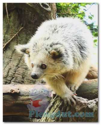 Binturong: Hewan Imut Berbau Khas Jagung Berondong (Popcorn)