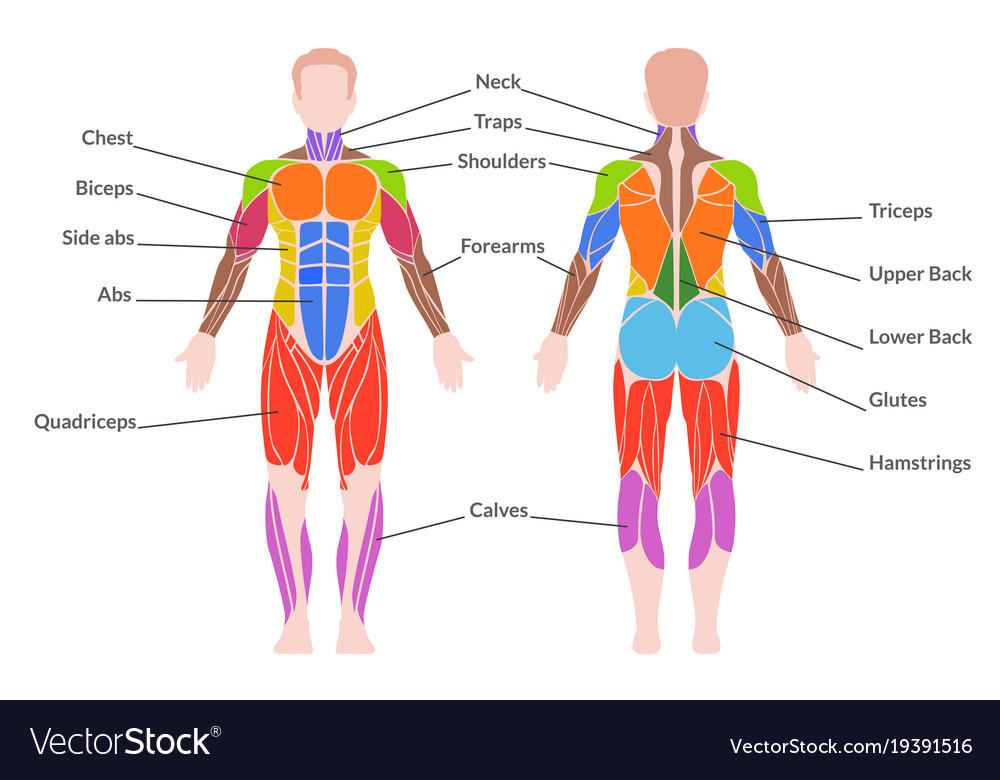 ALL BODY SYSTEMS: 2019
