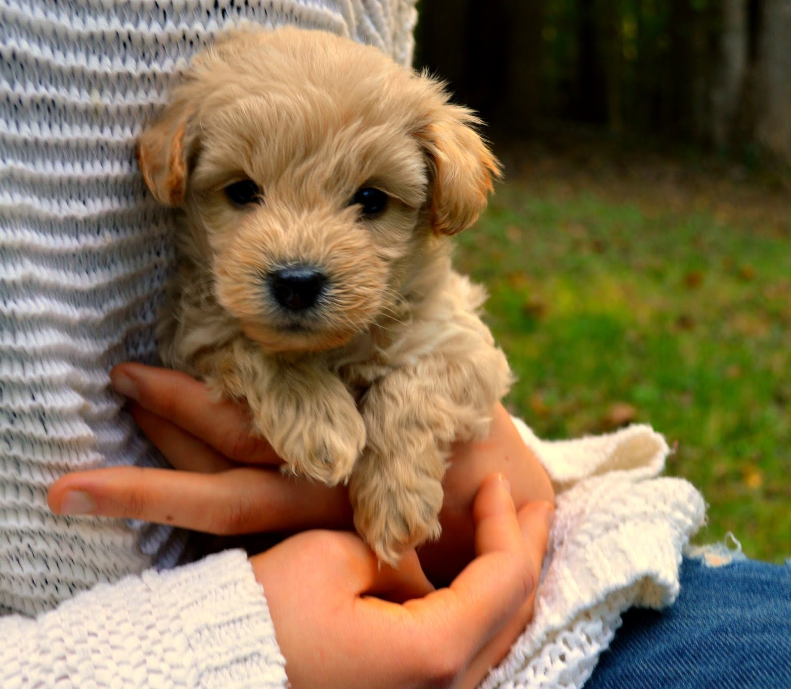 Growing Puppies - Virginia Schnoodle Breeder --Hypoallergenic Dogs ...