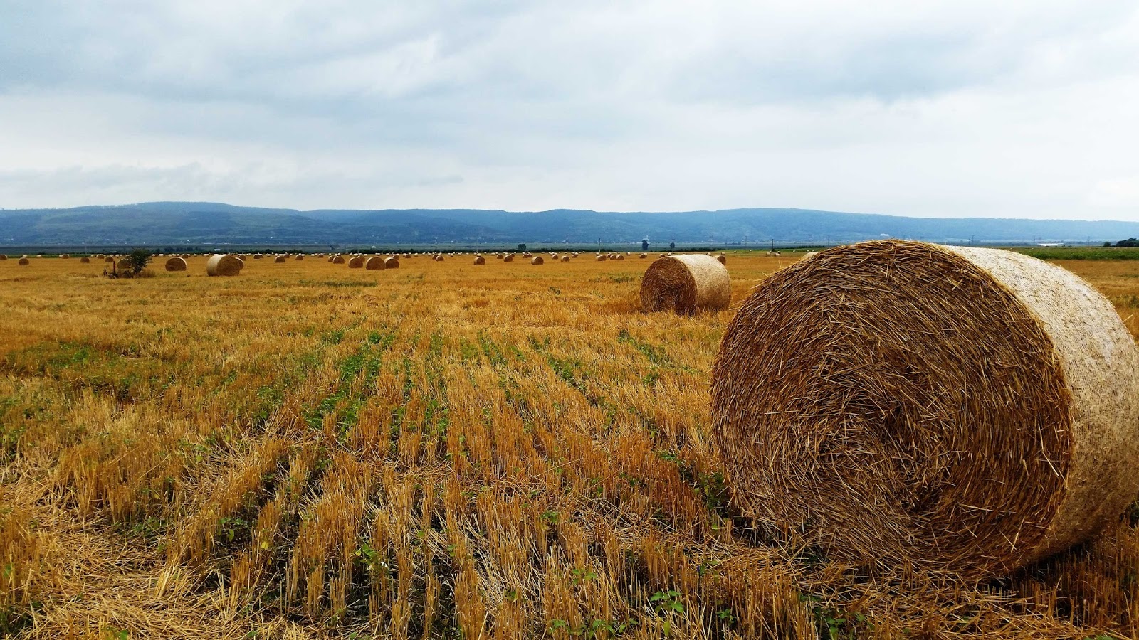 Baloți de paie | sopronul.ro - kituri de structuri metalice