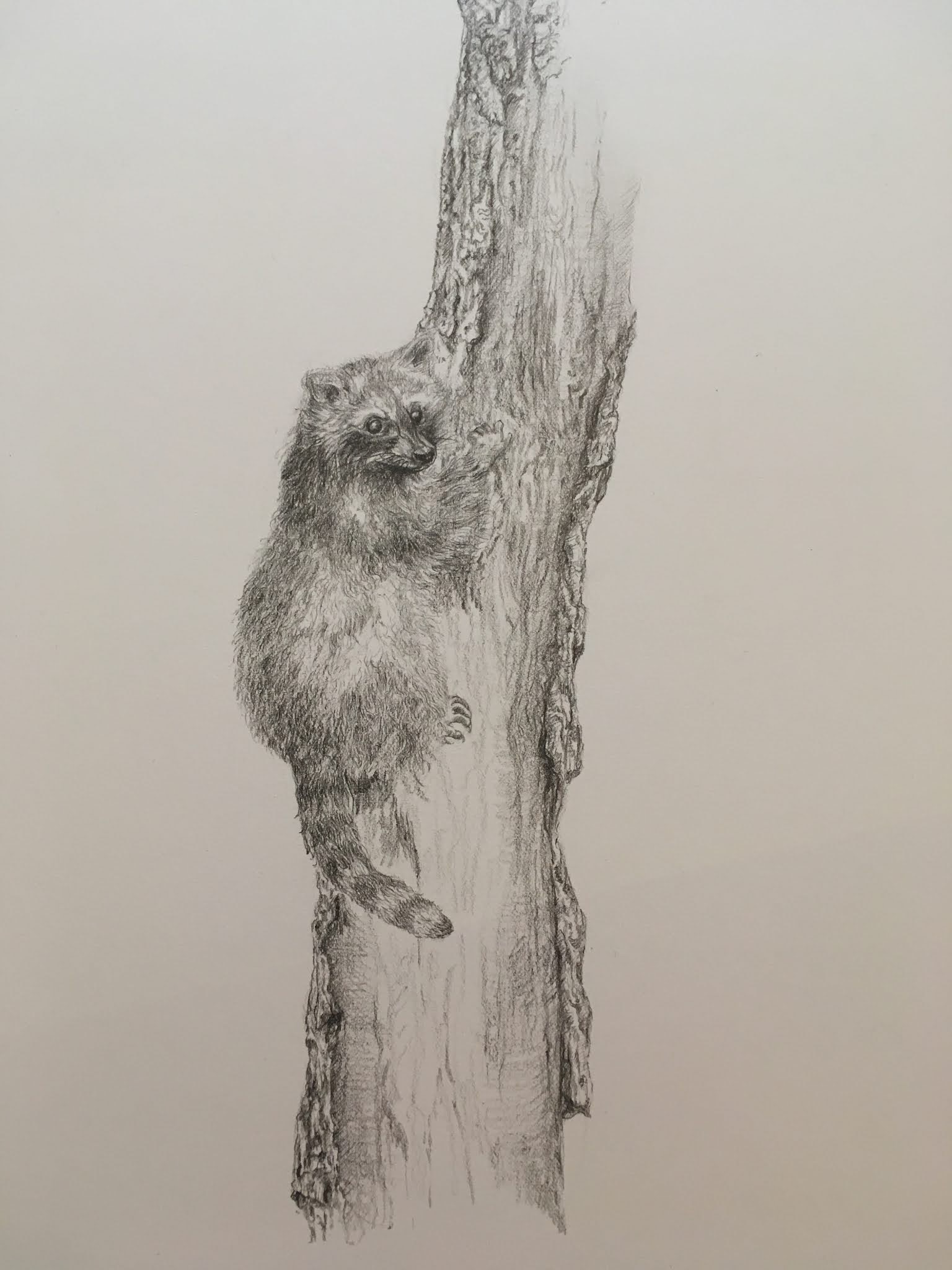 How to draw a raccoon kit in a million tiny steps...