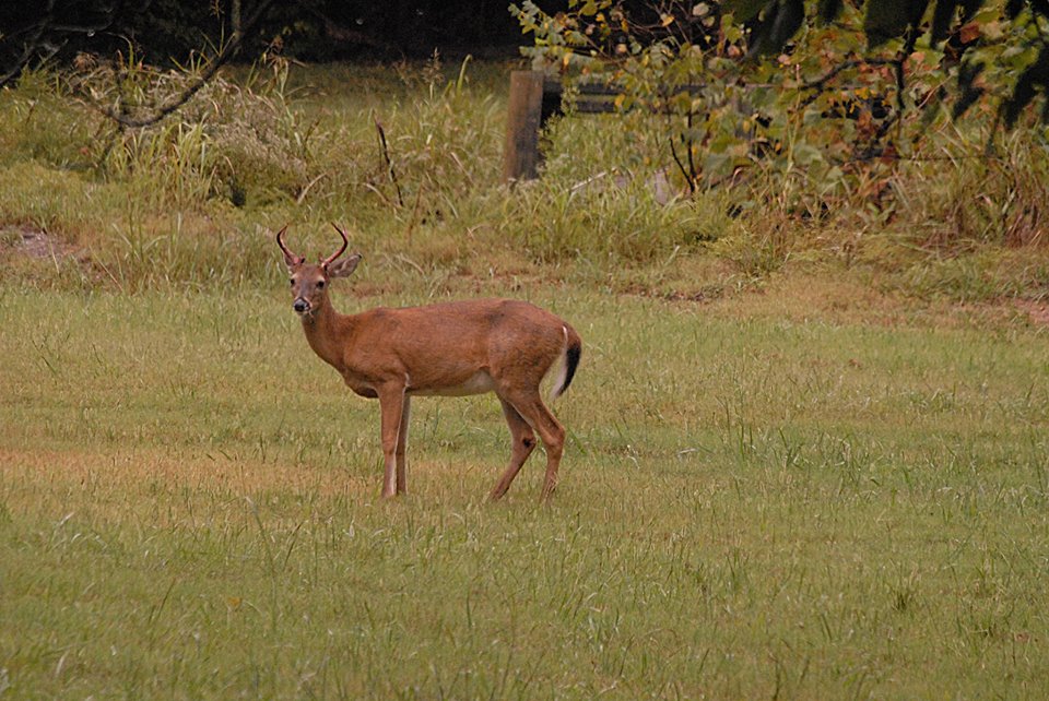 Furbabes, Critters and Insects: Oh Dear, Come See the Deer