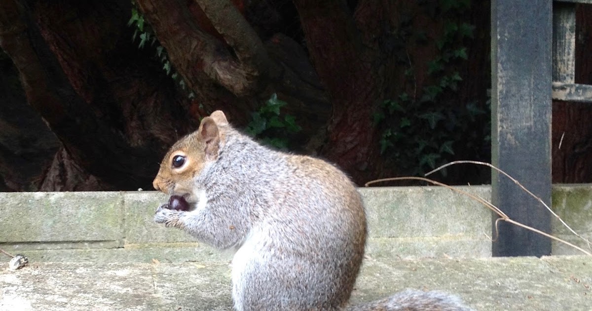 Tom Stephenson: Cyril the Squirrel 2