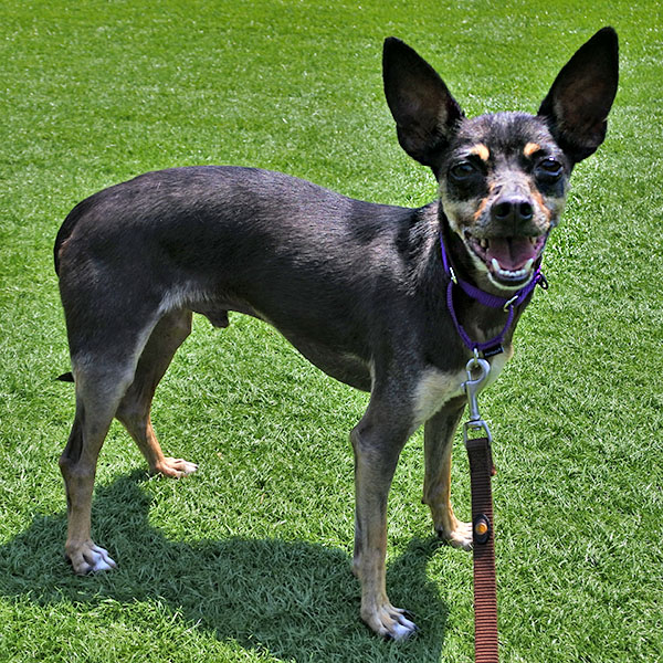 Humane Society Silicon Valley Blog: The Most Interesting Dog in the World