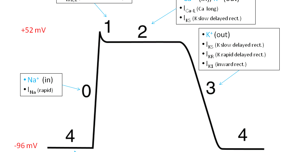 松下 ER ランチ・カンファレンス: 第4相ブロック Phase-4 block