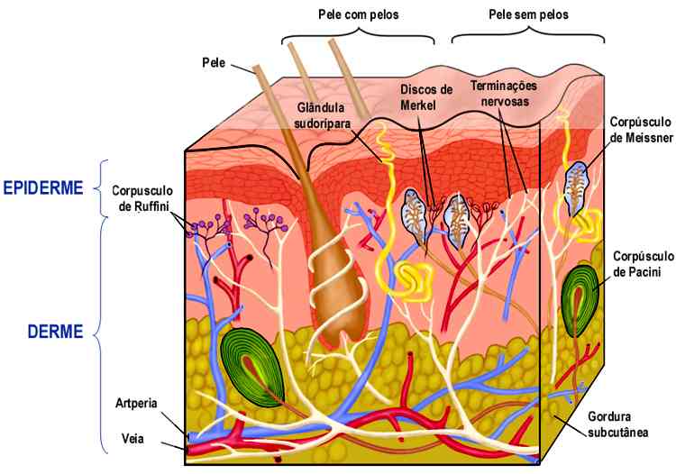 AULA DE CIÊNCIAS: SENTIDOS