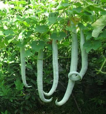 jenis sayur pare - Charles Langdon