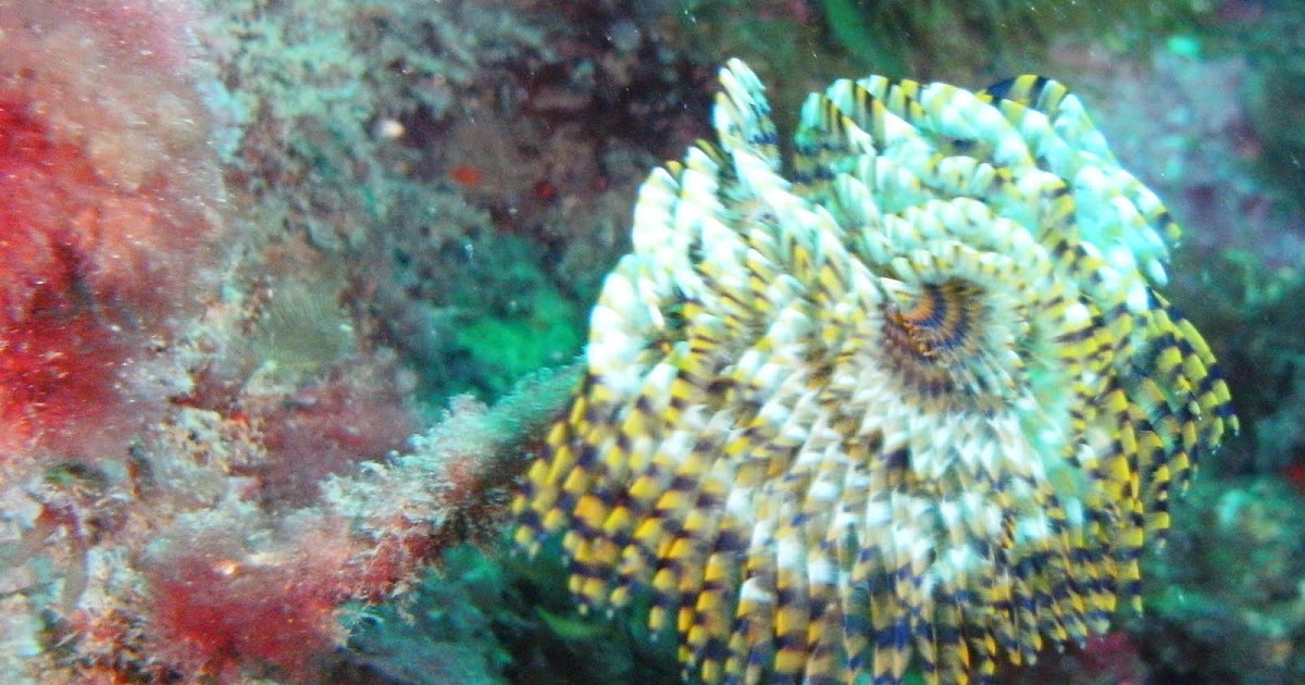 Sea Slug and the Turtle: Peacock Worm - Sabella pavonina