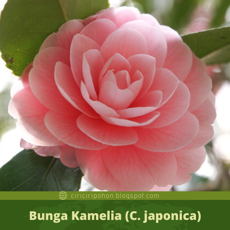 Ciri Ciri Pohon Bunga Kamelia Di Alam Liar - Ciriciripohon.com