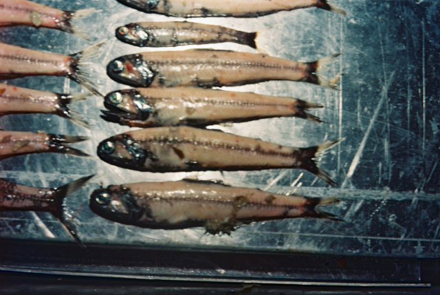 Artes de Pesca: ACTINOPTERYGII