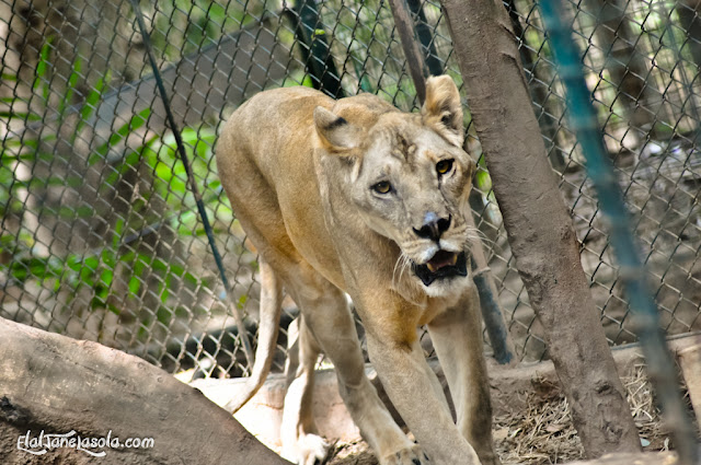Elal Lasola Travel & Photography: Subic | Zoobic Safari