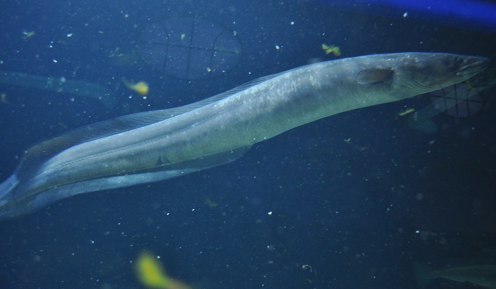 ZOOTOGRAFIANDO (6.096 ANIMALS): CONGRIO / EUROPEAN CONGER (Conger conger)