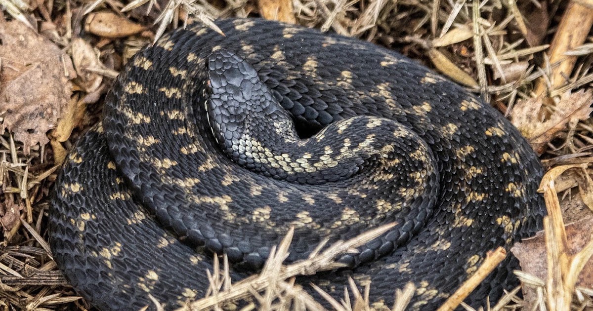 Wapley Bushes Local Nature Reserve: Caution - adders at Wapley