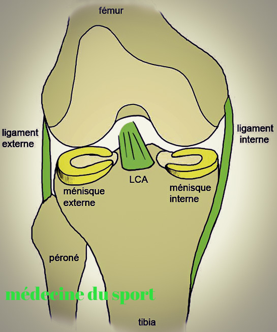 Pathologies des ménisques (part 1)