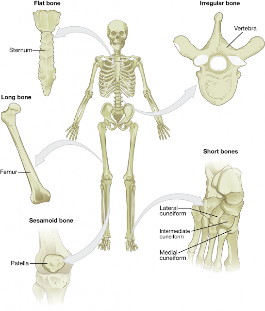 Simple Anatomy: TYPES OF BONE & CLASSIFICATION OF BONE