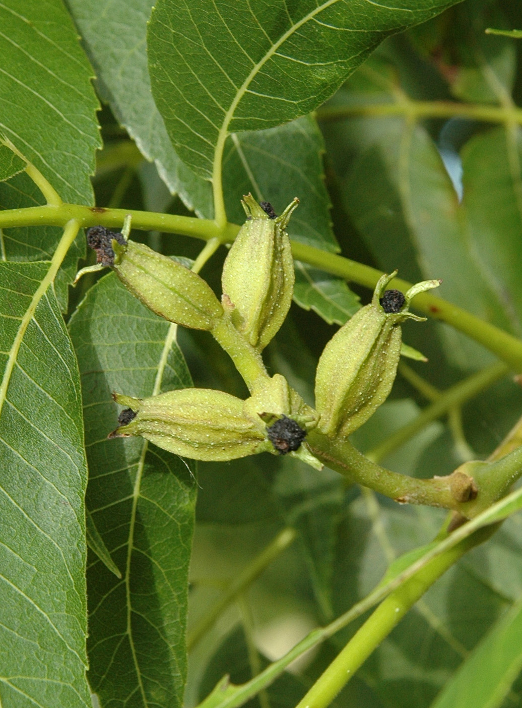 Northern Pecans: Spraying pecans to prevent diseases