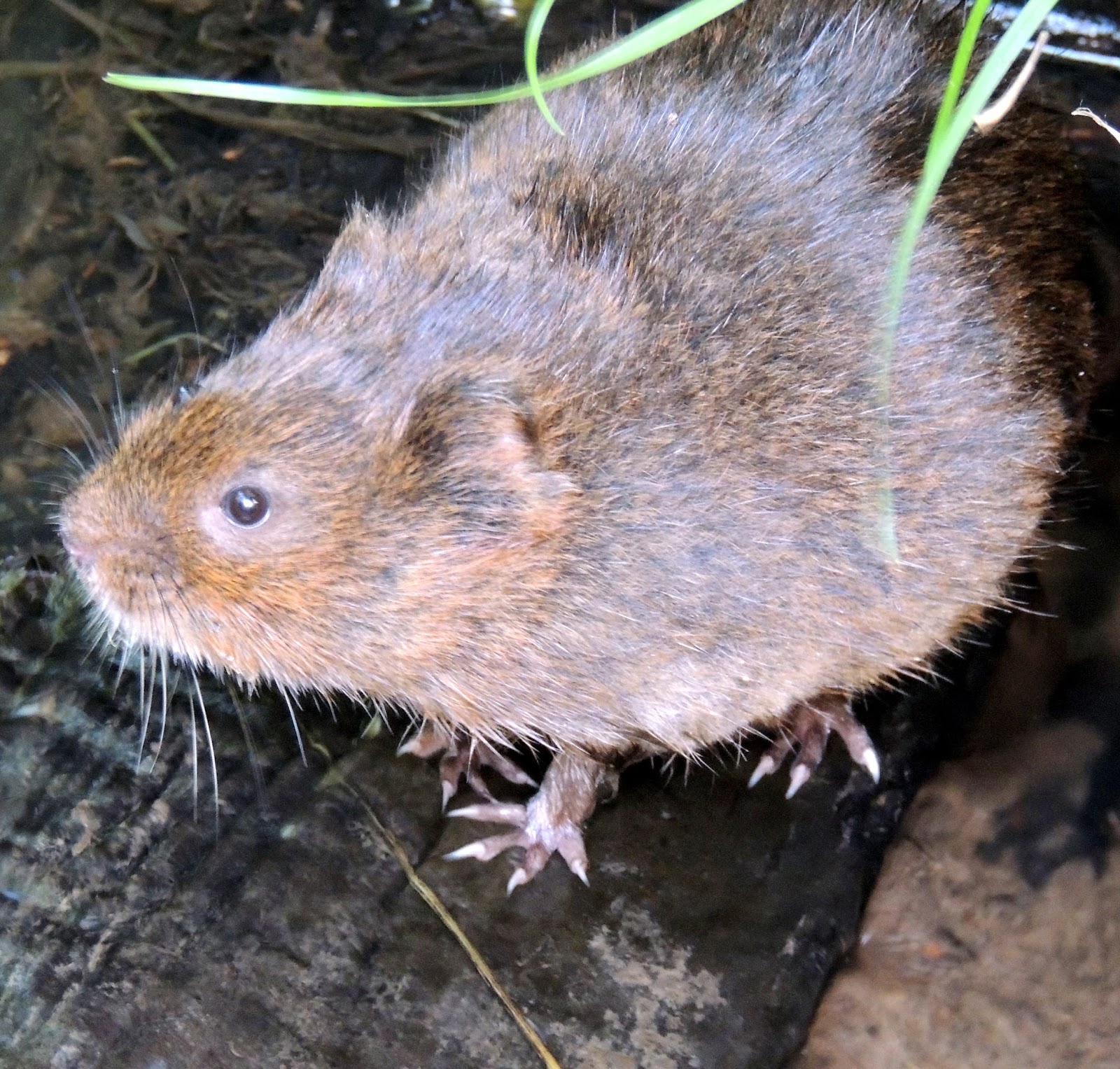 About a Brook: When Voles Grow Bold