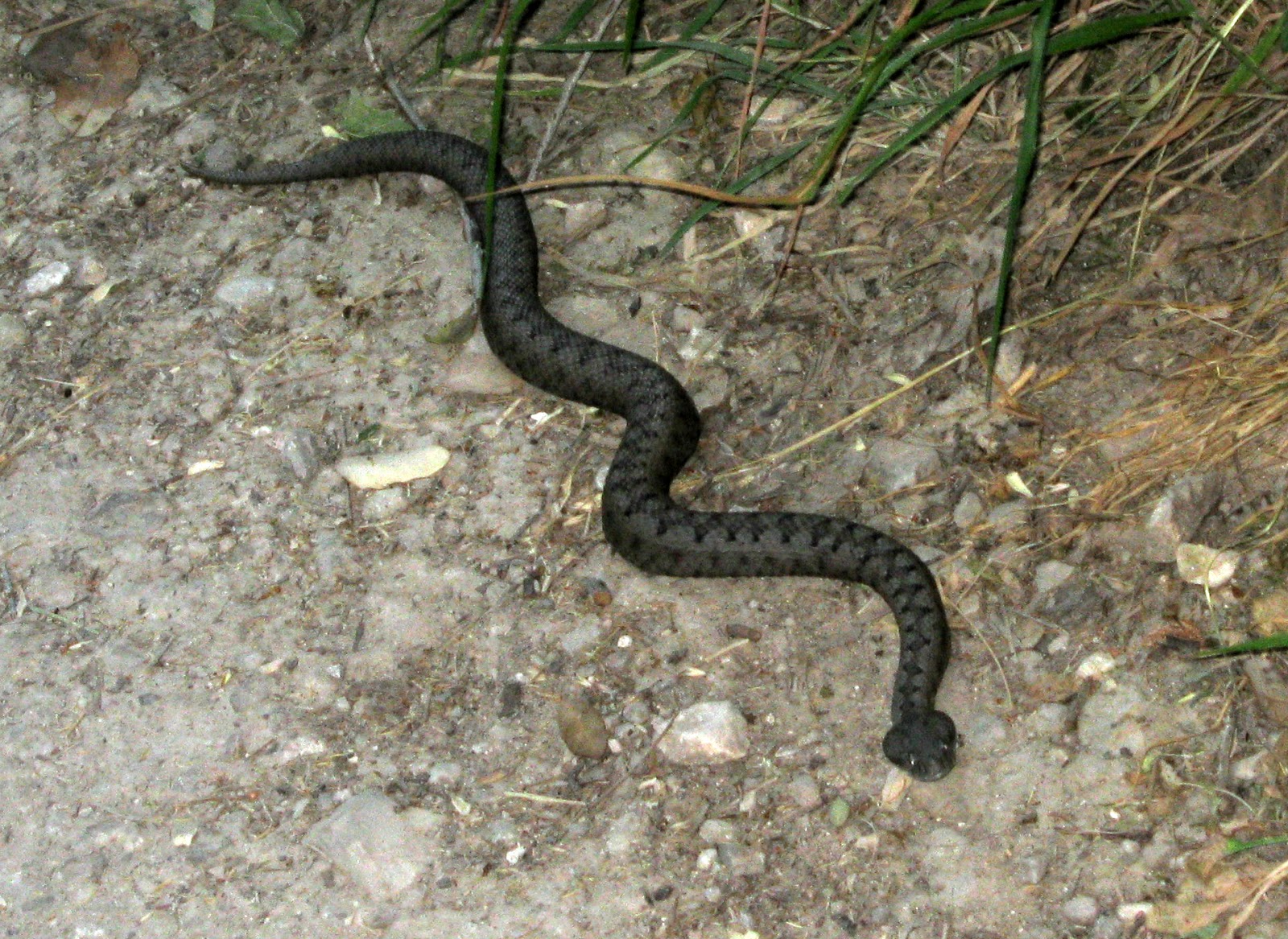 La cueva de Mayrena: Víbora hocicuda