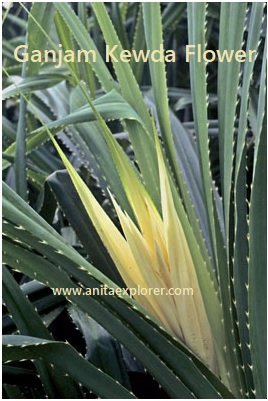 Ganjam Kewda Flower And Ganjam Kewda Rooh #OdishaGI #KnowYourGI # ...