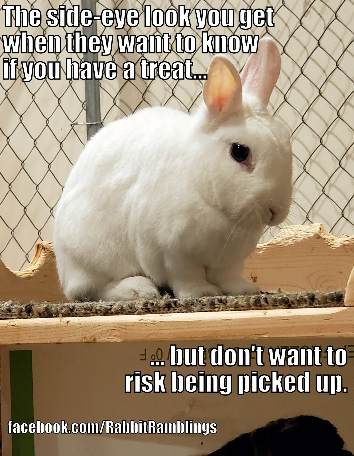 Rabbit Ramblings: RR Funny Bunny Memes