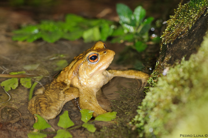 La Preciosa Rosa y el Sapo
