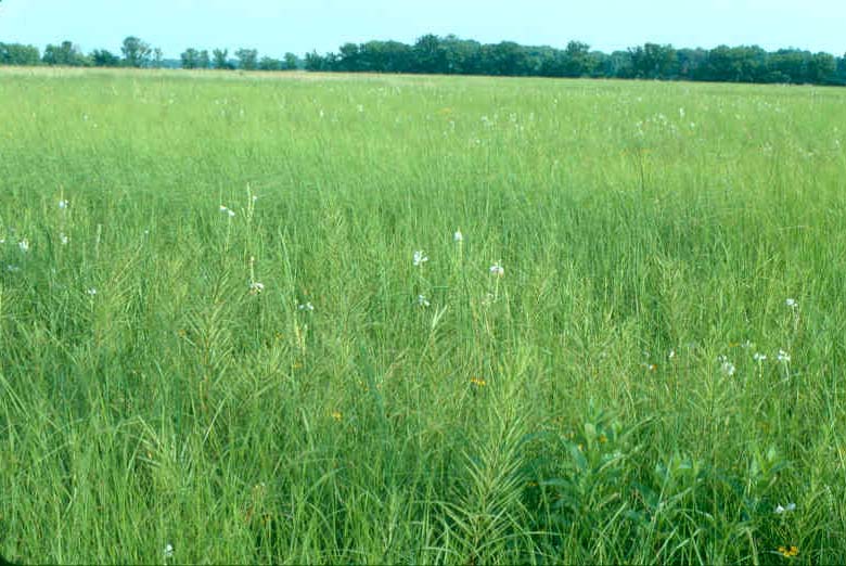 Texas Blackland Prairie: Texas Blackland Prairie