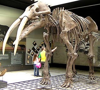 Variety of Life: Elephantida