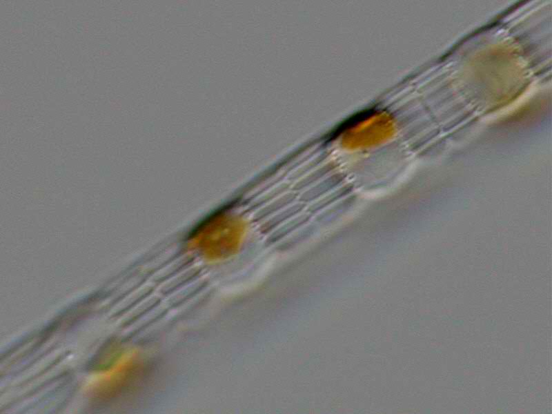 About Fish and Marine Science: 5 Kelas Utama Fitoplankton