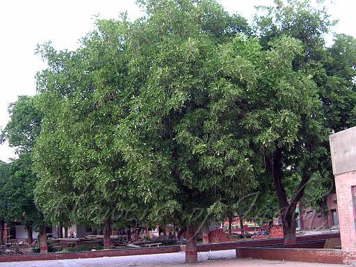 Global Hinduism: MEDICINAL HERBS - NAMES AND USES (Part - 3)