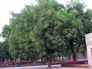 Global Hinduism: MEDICINAL HERBS - NAMES AND USES (Part - 3)