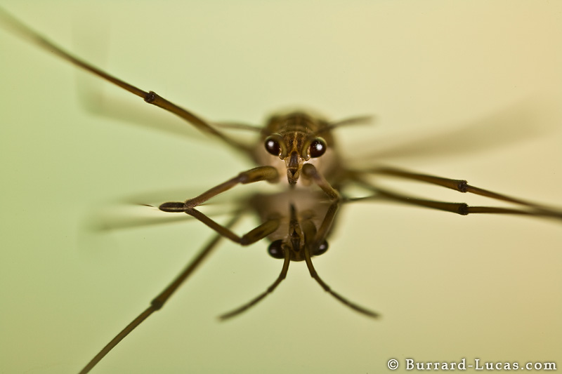 Gerridae | The Life of Animals