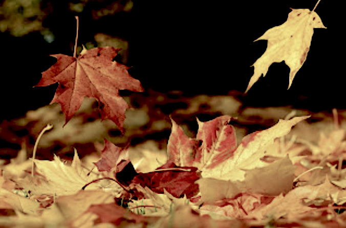 The Arts, Sciences and Medicine: Autumn and the Falling Leaf