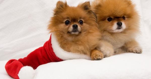 LOS PERROS MAS BONITOS DEL MUNDO