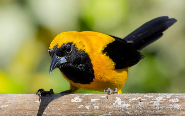 Bellas Aves de El Salvador: Icterus chrysater (chiltota de espalda ...