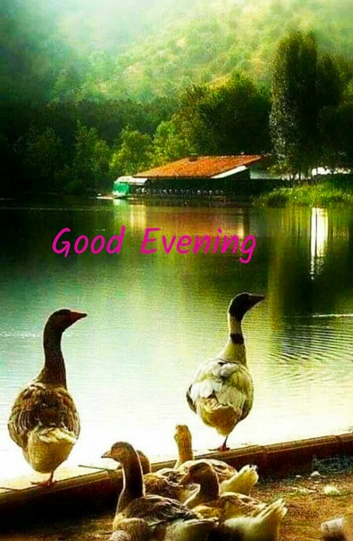 Good Evening Images, Good Evening Images For Whatsapp, Beautiful Good ...