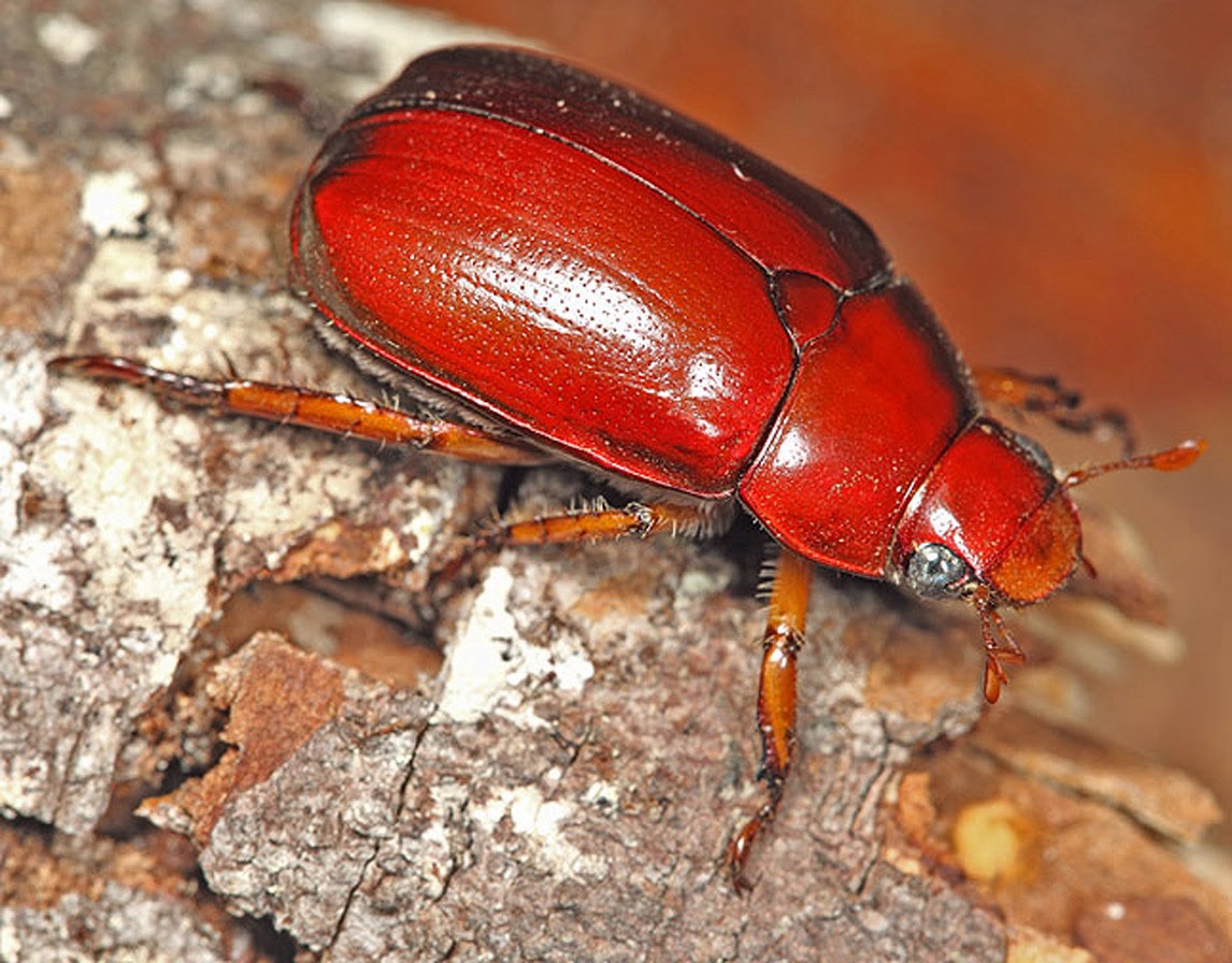 BunyipCo: Summer Scarabs