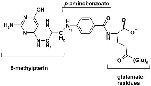 Folic Acid Deficiency Case File