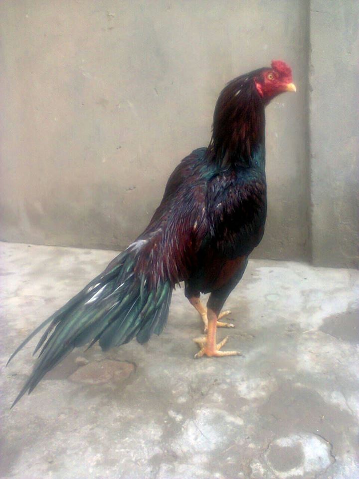 pakistani Aseel/Asil Breed Chicken