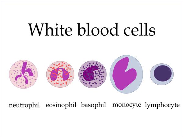 Klinik Medilove Kepong: Blood Test Report Interpretation - White Cell ...