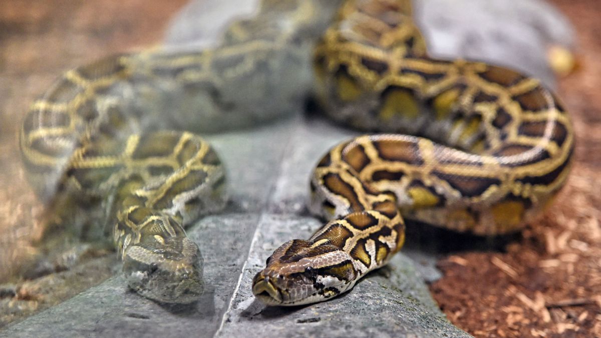 Emanuel Goette Alias Crespo Que Es Python Global Interpreter Lock