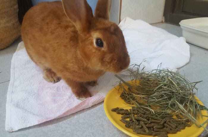 La vida con un conejo