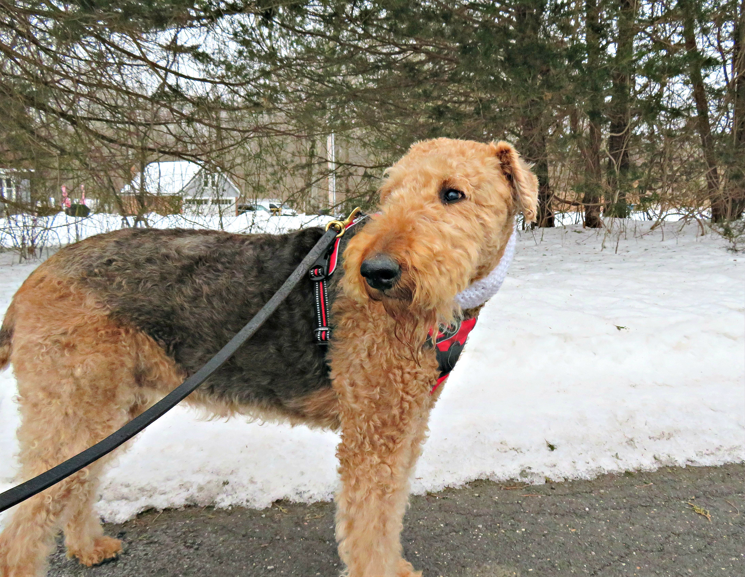 Molly the Airedale: Nature Friday