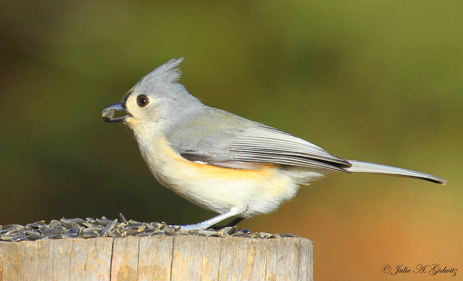 Birding Is Fun Super Sunflower Seeds Birding Is Fun Super Sunflower Seeds