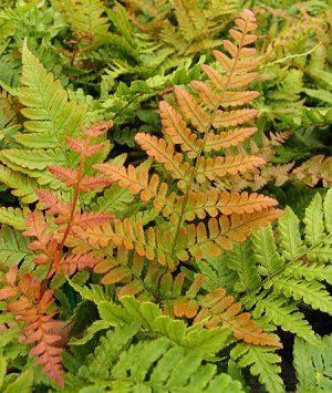 Misplaced Marbles: The Myth of the Red Fern